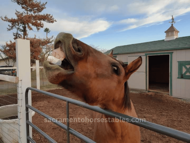 Sacramento Horse Boarding - Horse Boarding, Lessons, and more